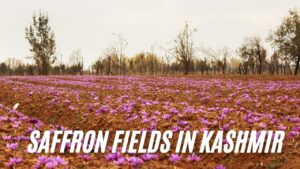 Top 11 Things to Do in Kashmir: A Complete Guide to Paradise on Earth ...