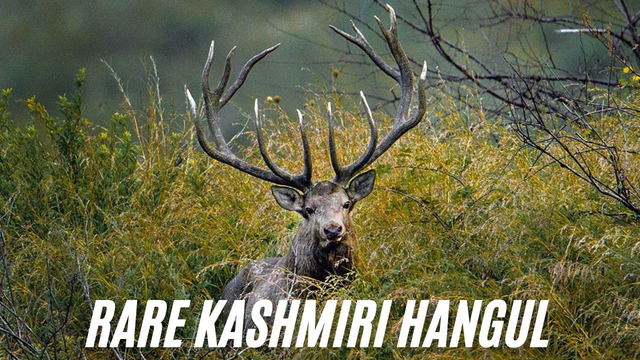 Top 11 Things to Do in Kashmir: A Complete Guide to Paradise on Earth ...